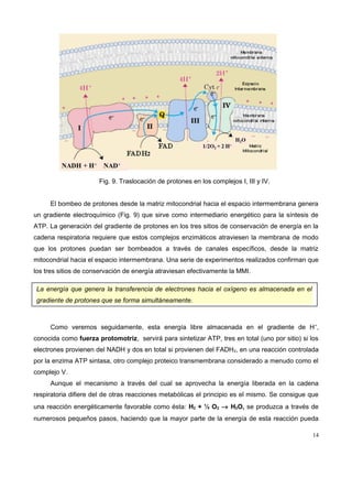 Cristina suarez. cadena respiratoria y fosforilacion oxidativa | DOC