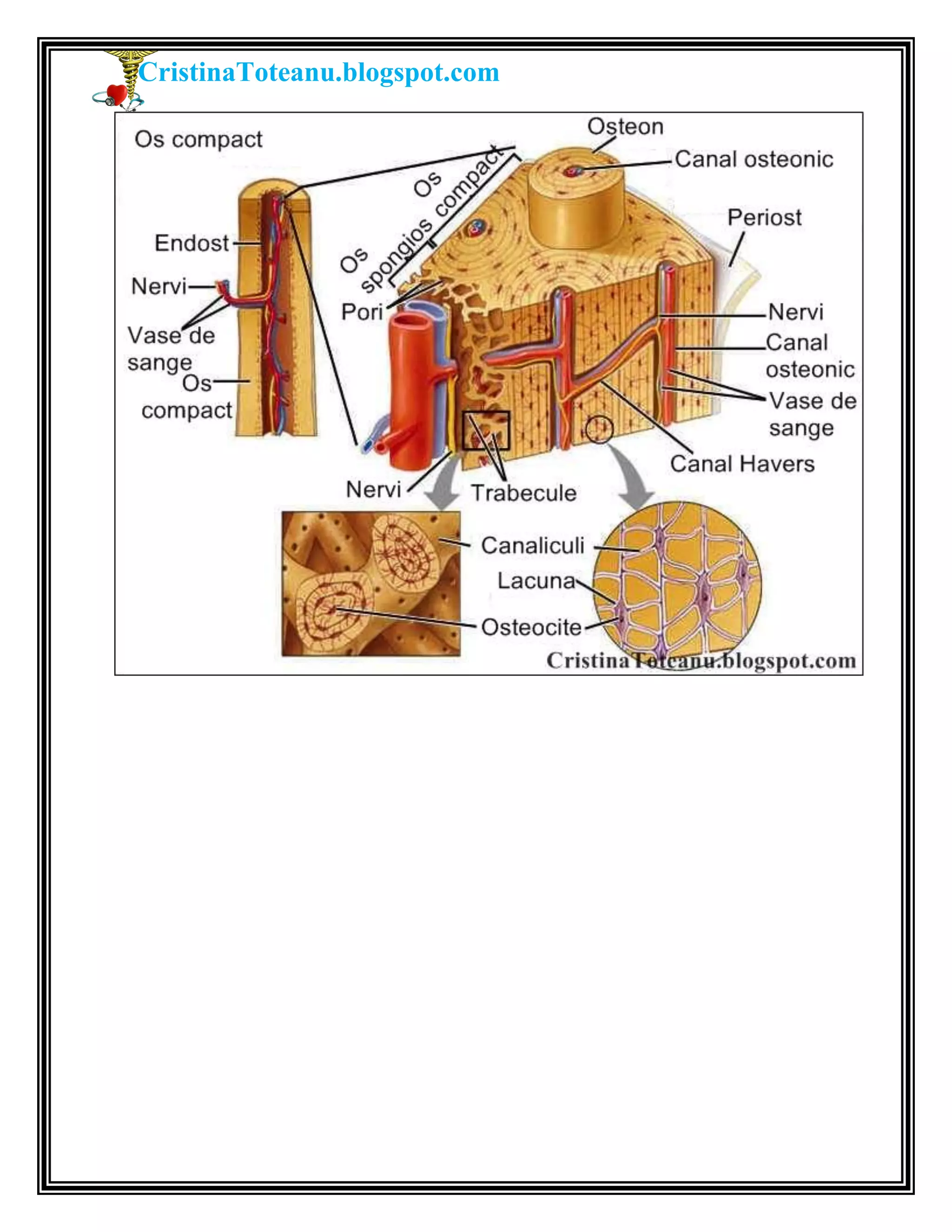 Cristina toteanu Anatomia corpului uman | DOCX