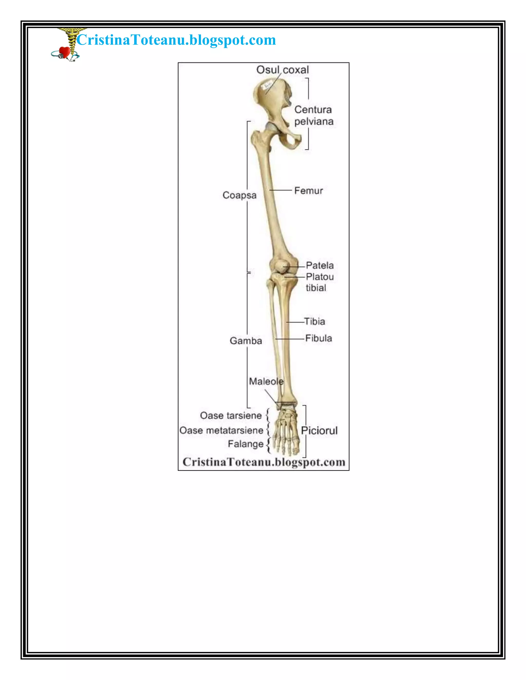 Cristina toteanu Anatomia corpului uman | DOCX