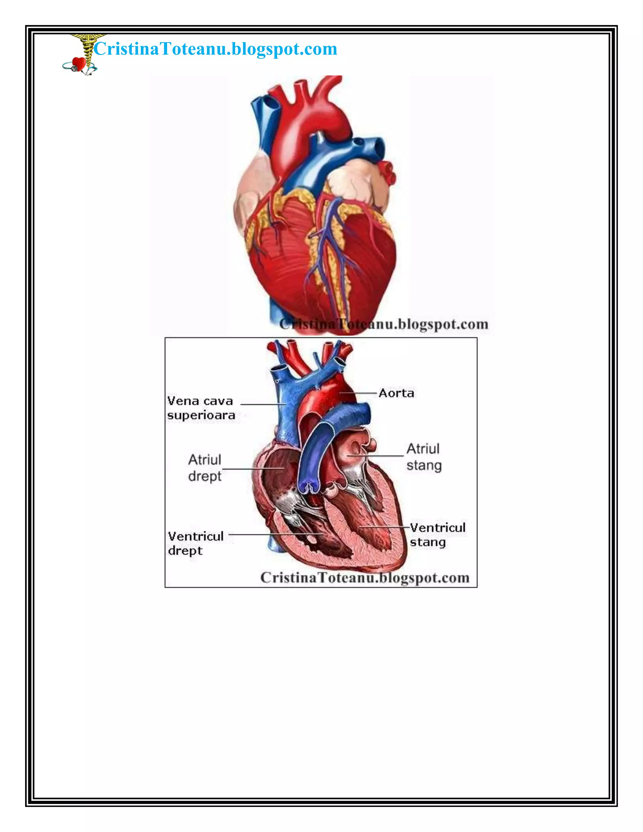 Cristina toteanu Anatomia corpului uman | DOCX