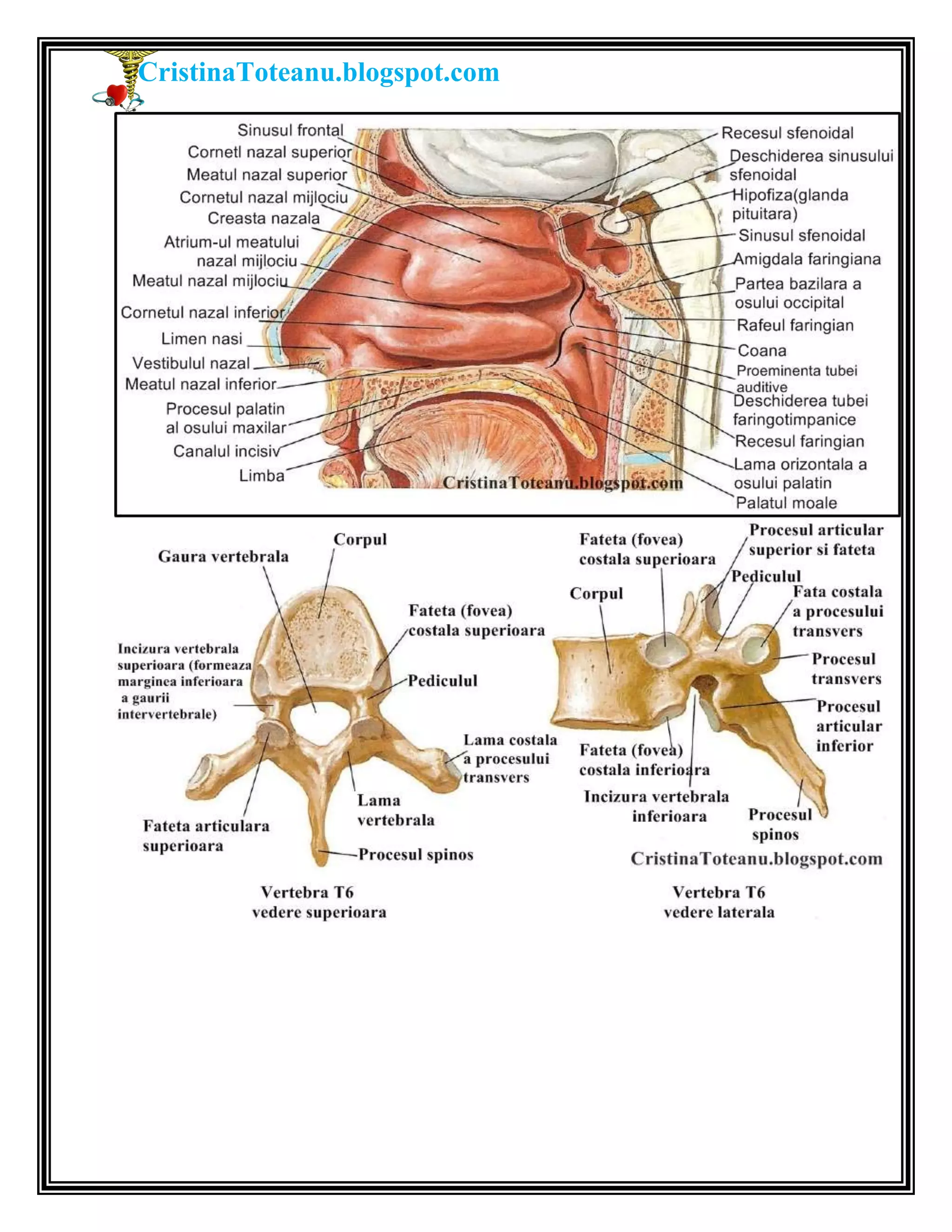 Cristina toteanu Anatomia corpului uman | DOCX