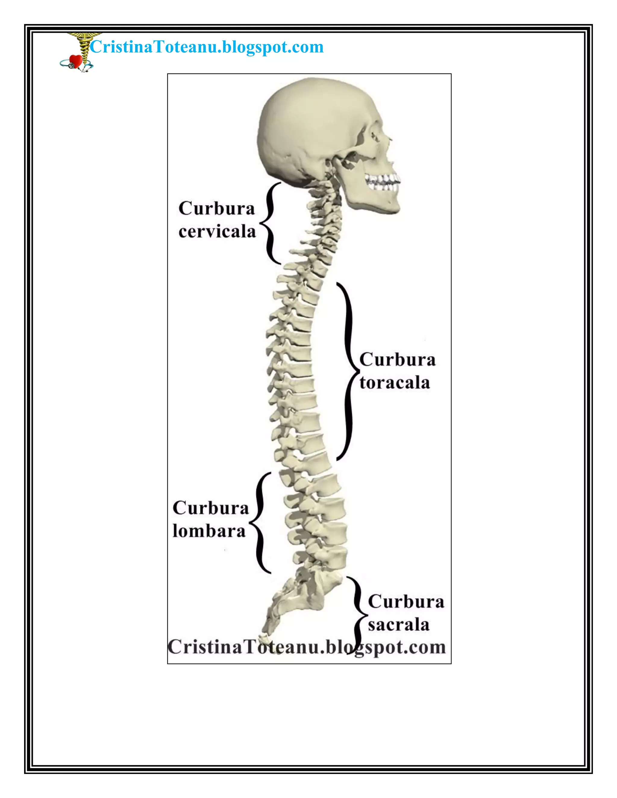 Cristina toteanu Anatomia corpului uman | DOCX