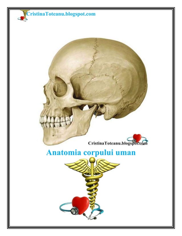 Cristina toteanu Anatomia corpului uman | PDF