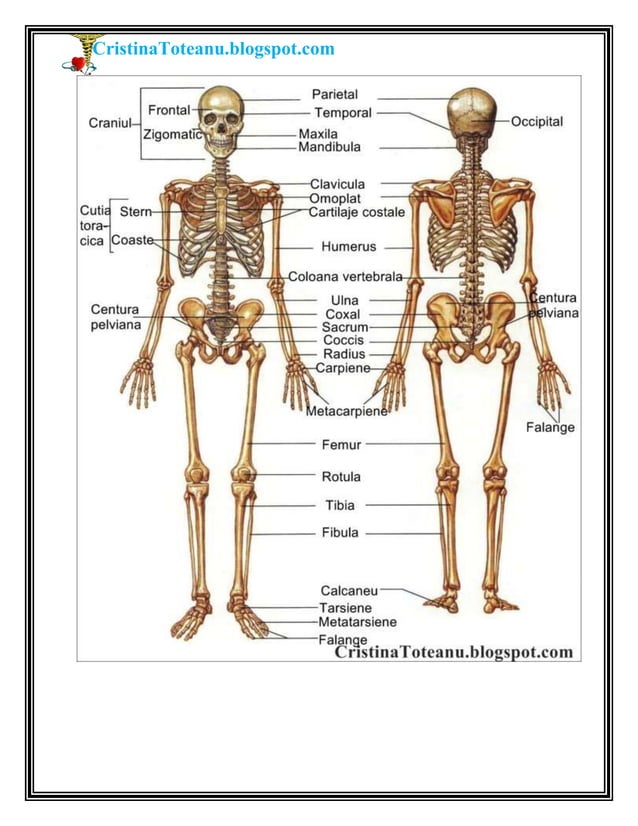 Cristina toteanu Anatomia corpului uman | PDF