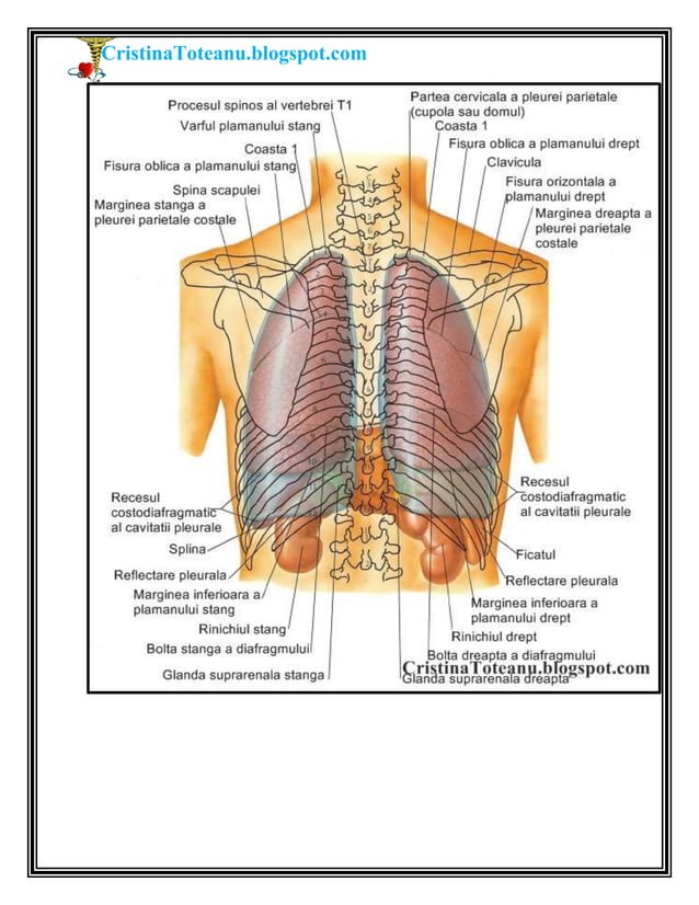 Cristina toteanu Anatomia corpului uman | PDF
