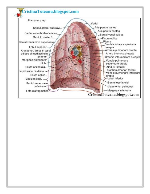 Cristina toteanu Anatomia corpului uman | PDF