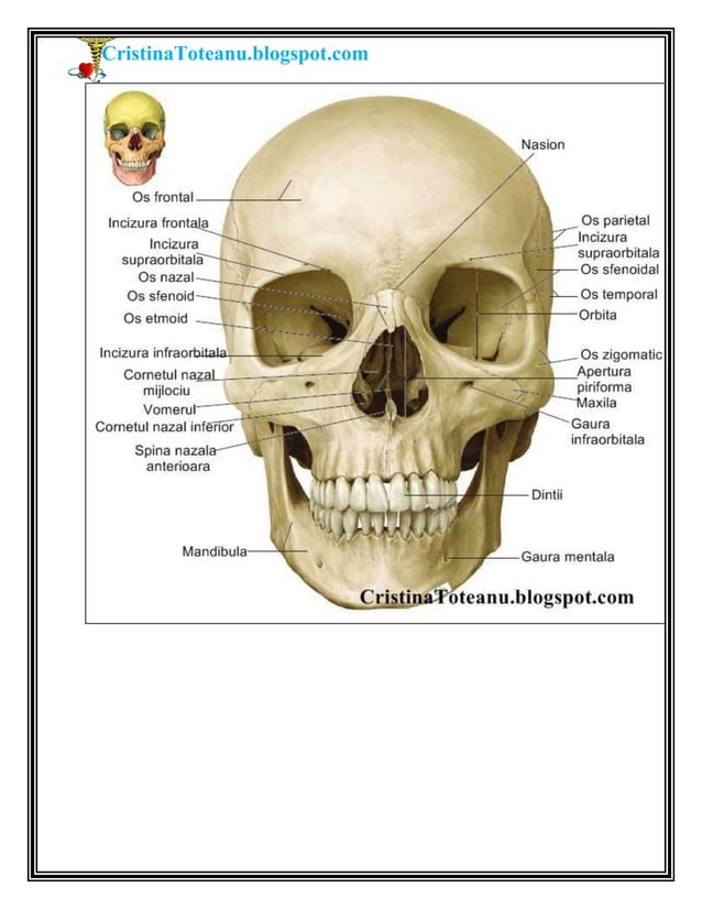 Cristina toteanu Anatomia corpului uman | PDF