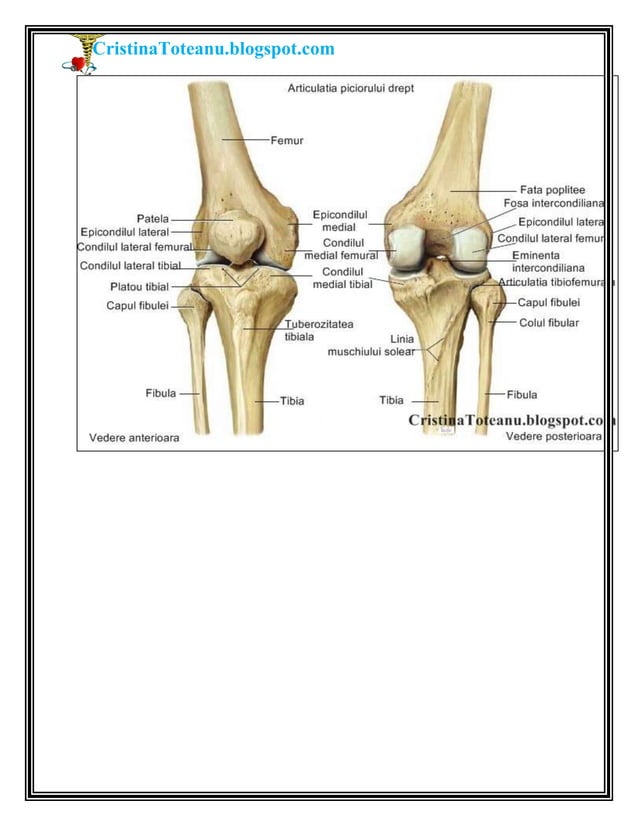 Cristina toteanu Anatomia corpului uman | PDF