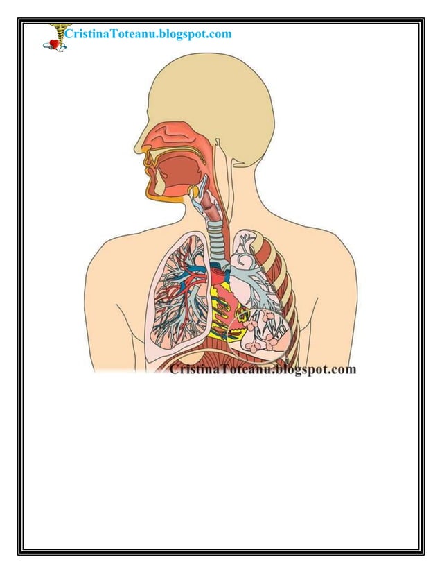 Cristina toteanu Anatomia corpului uman | PDF