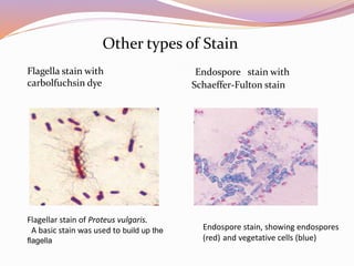 Criteria for classification of microbes | PPTX