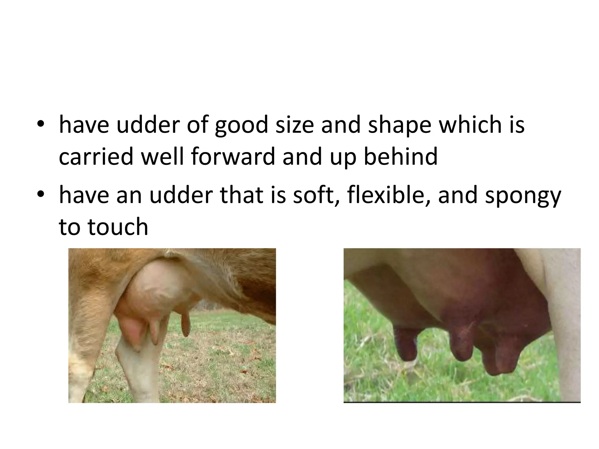 Criteria for selection of a good replacement breeder stock | PPTX