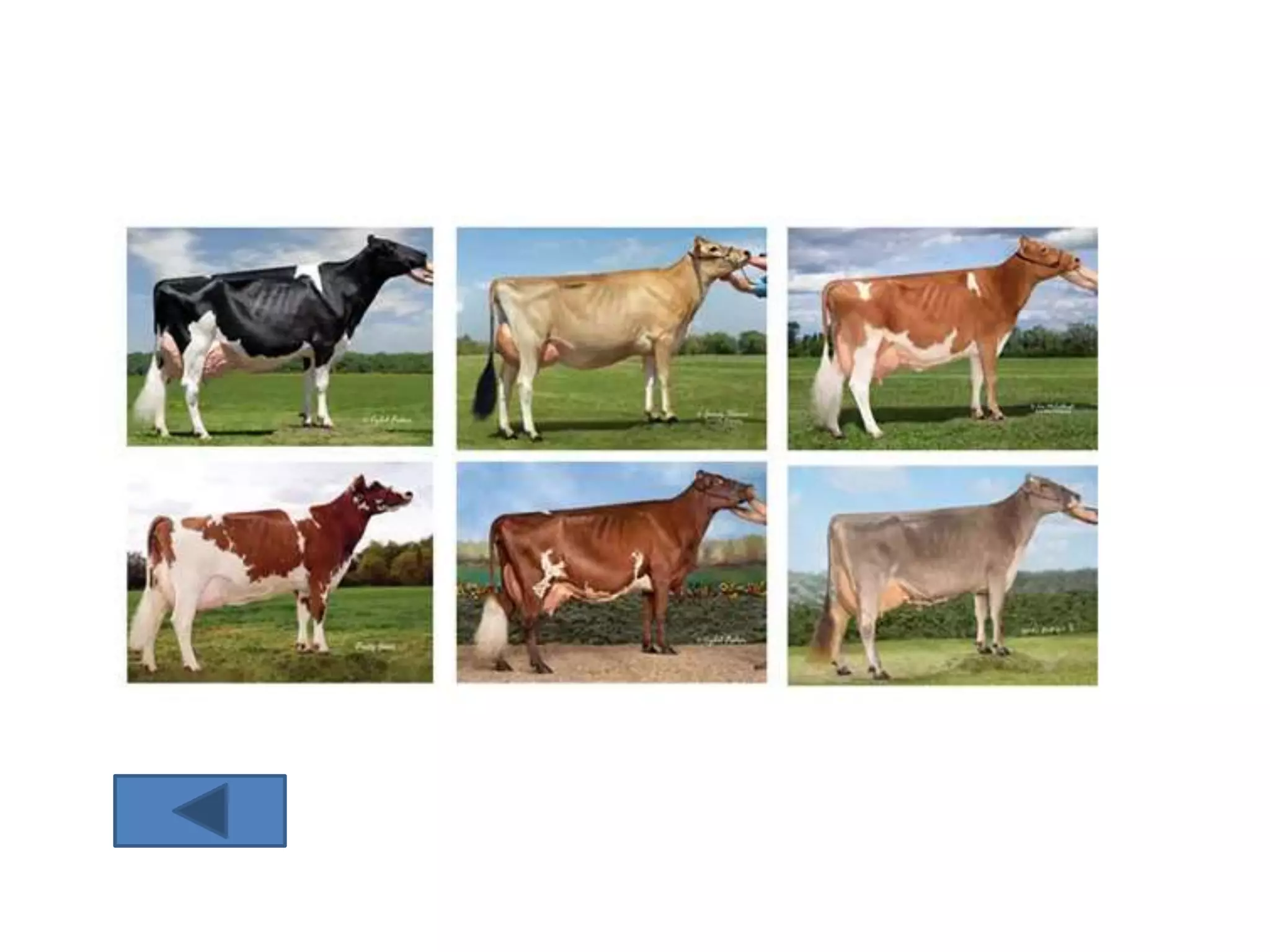 Criteria for selection of a good replacement breeder stock | PPTX