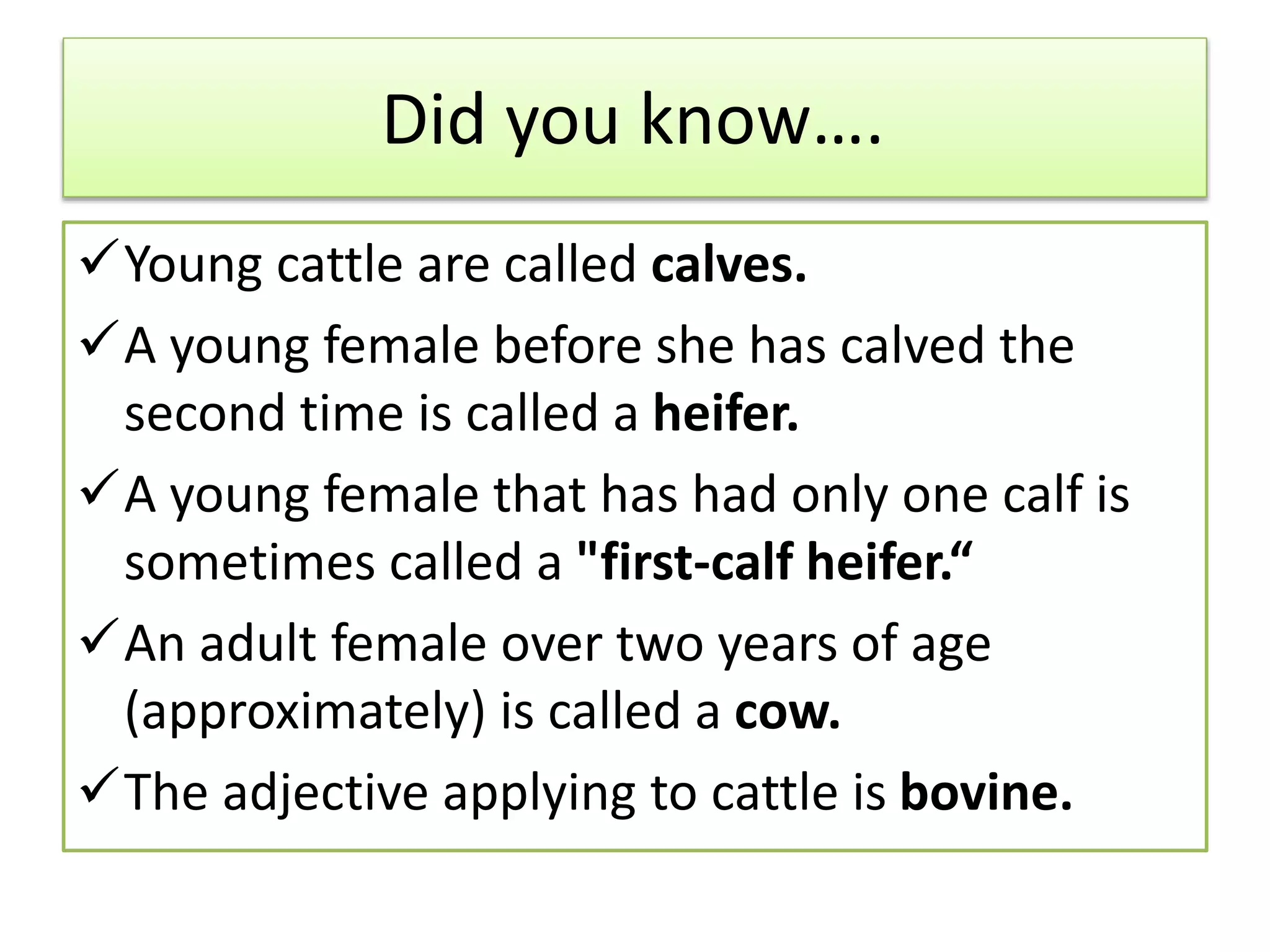 Criteria for selection of a good replacement breeder stock | PPTX