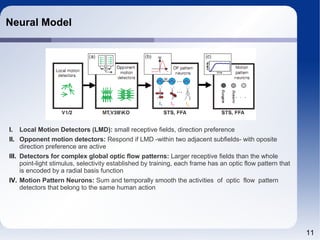 Critical Features for Recognition of Biological Motion | PPT