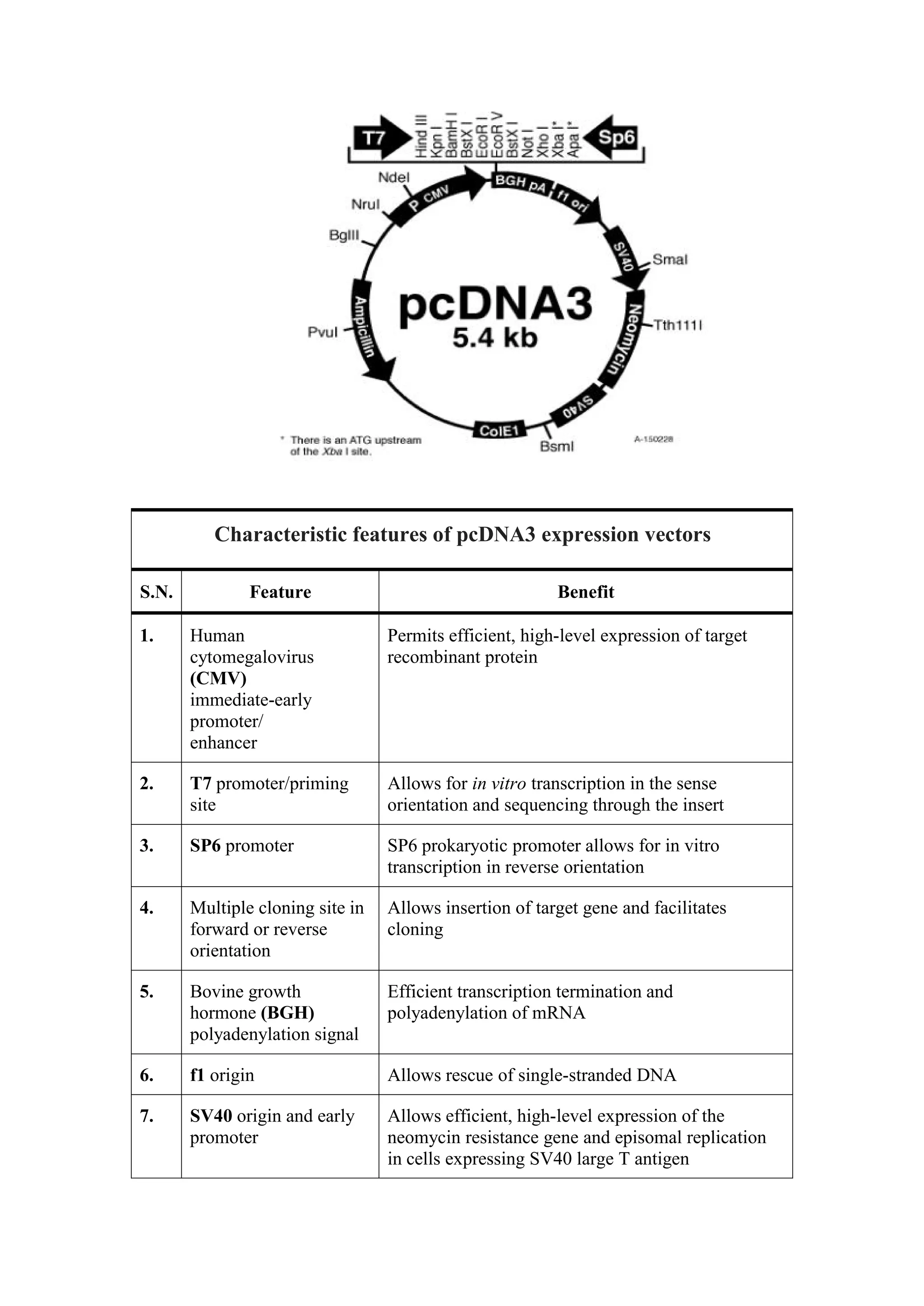 Critical components of p et,pcdna and cmv expression vectors | PDF