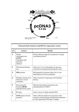 Critical components of p et,pcdna and cmv expression vectors | PDF