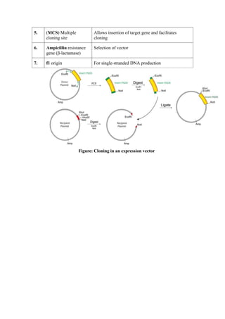 Critical components of p et,pcdna and cmv expression vectors | PDF