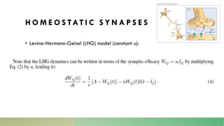 Homeostatic criticality in stochastic integrate- and-fire neurons | PPT