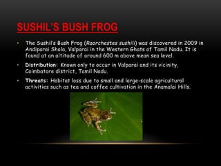 Critically endangered animal species of india | PPTX