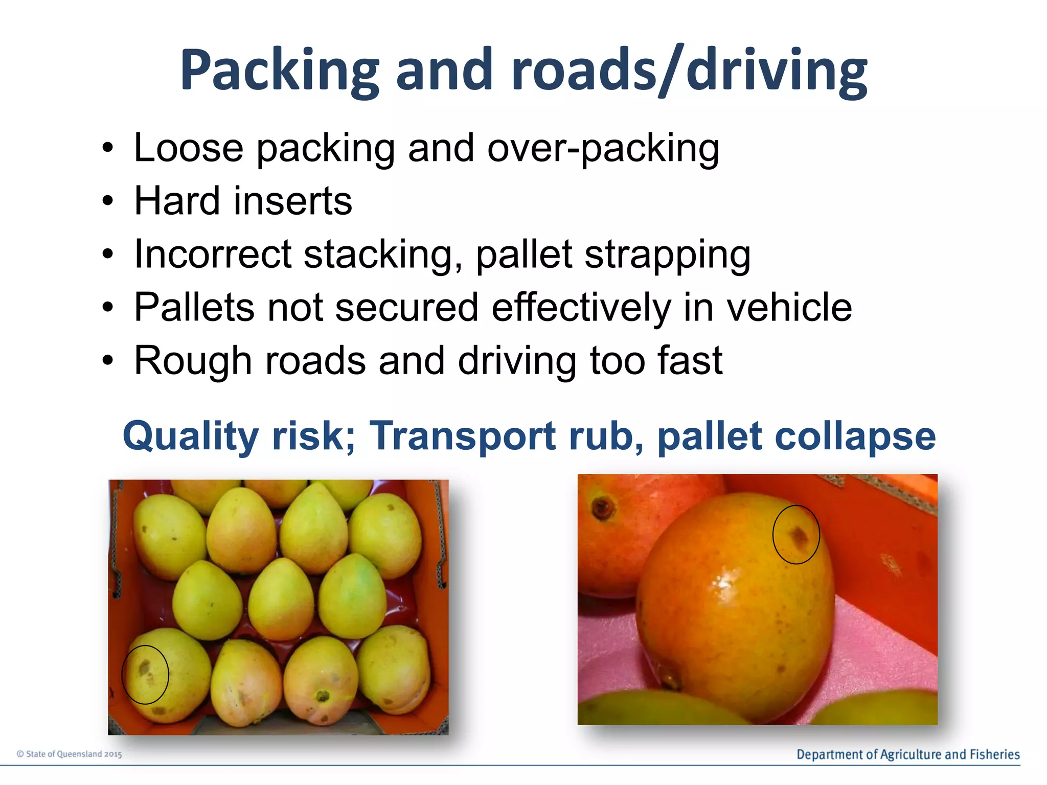 Critical success factors in transporting mango fruit - Presentation ...