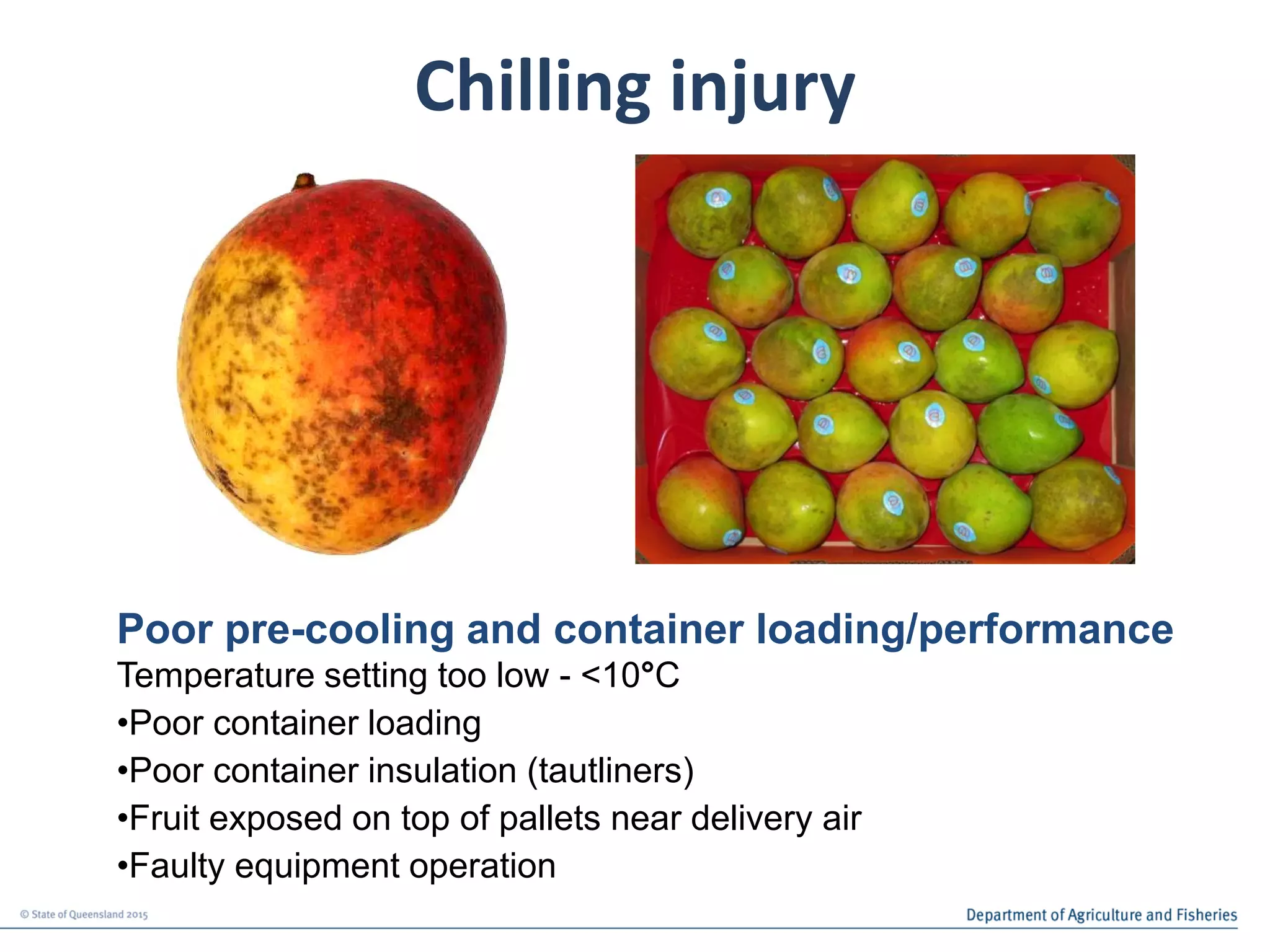 Critical success factors in transporting mango fruit - Presentation ...