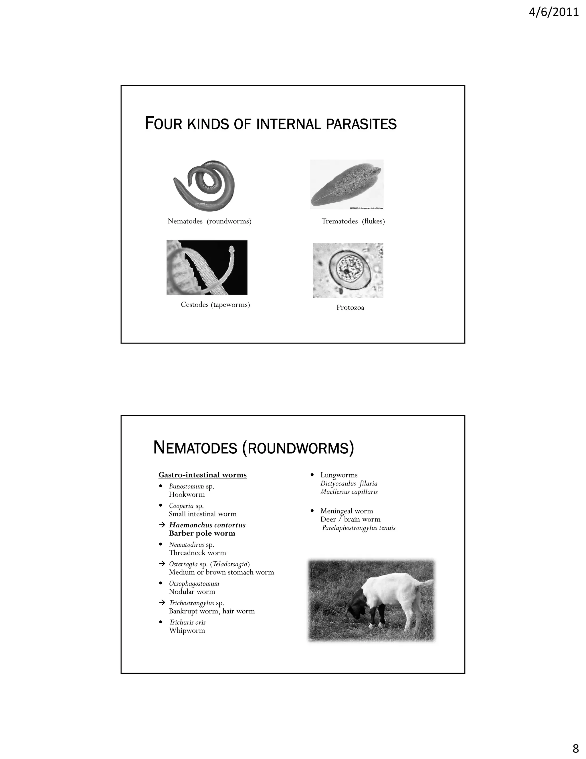 Critical Thinking In Animal Science | PDF