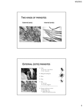 Critical Thinking In Animal Science | PDF