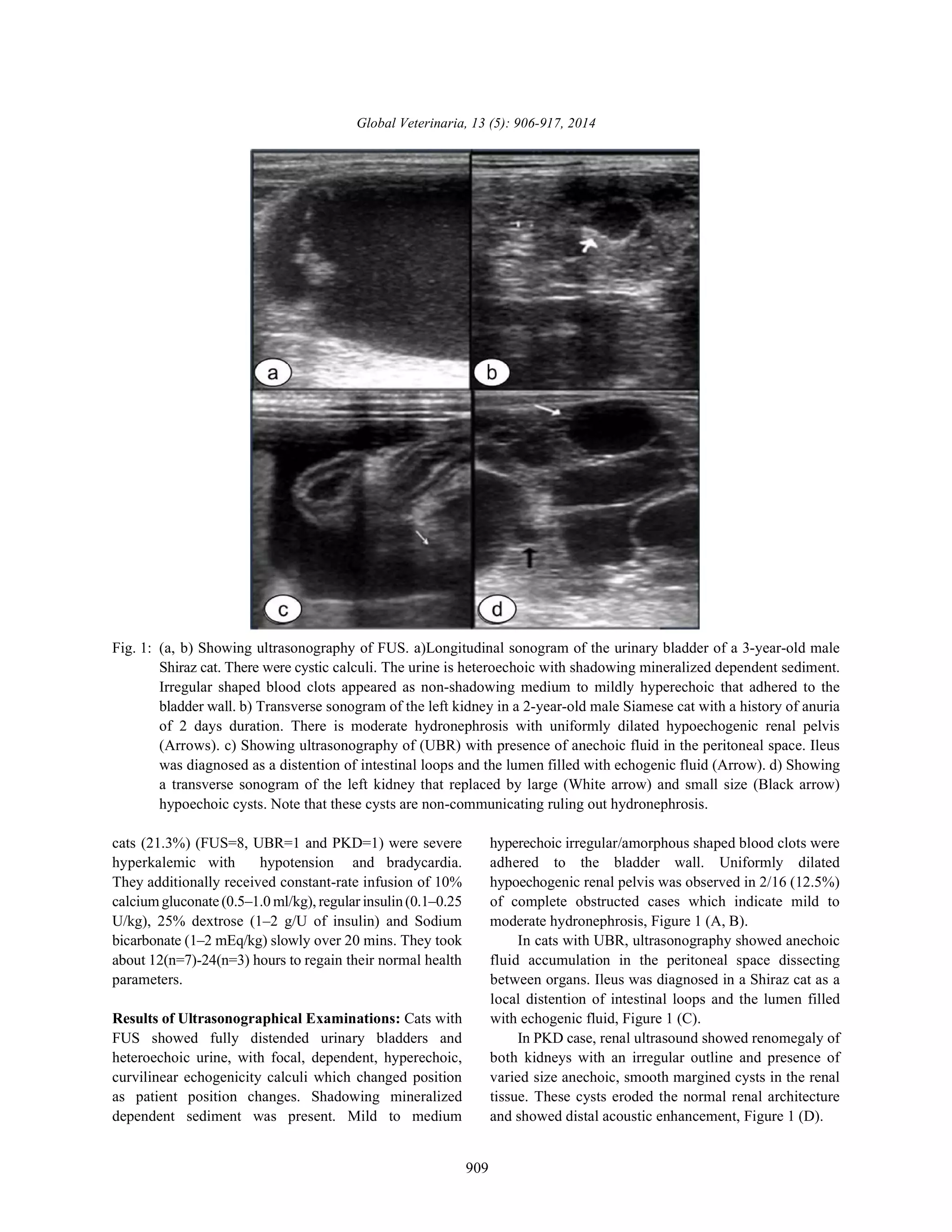 Critical urogenital disorders causing abdominal pain in intact cats | PDF