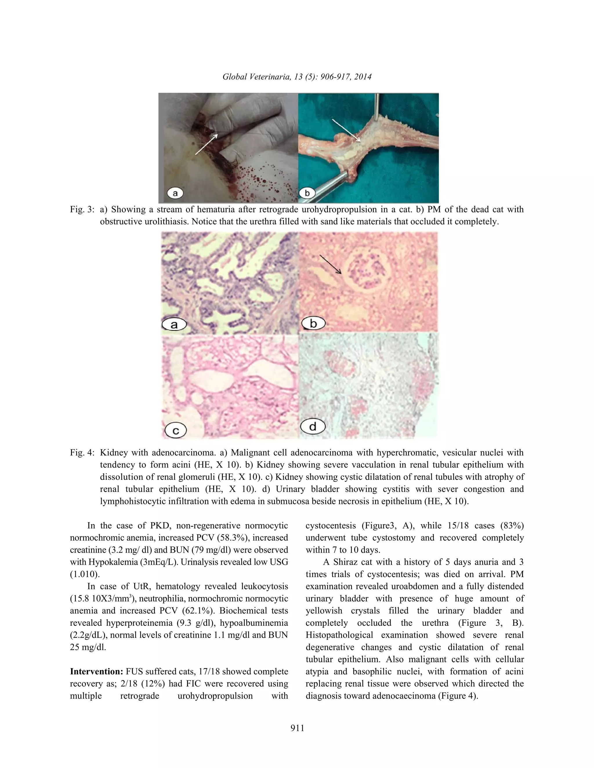 Critical urogenital disorders causing abdominal pain in intact cats | PDF