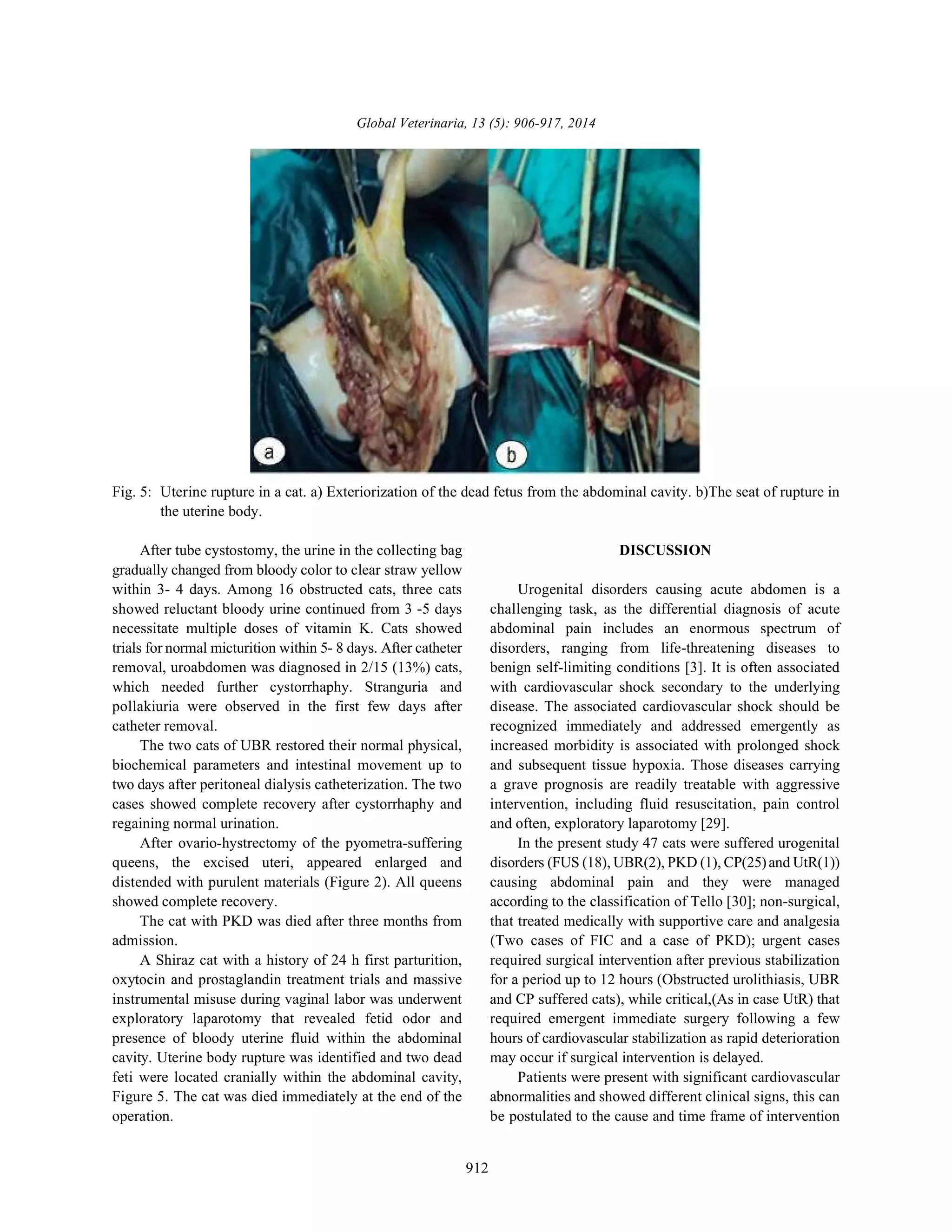 Critical urogenital disorders causing abdominal pain in intact cats | PDF