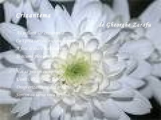 Crizanteme | PPT