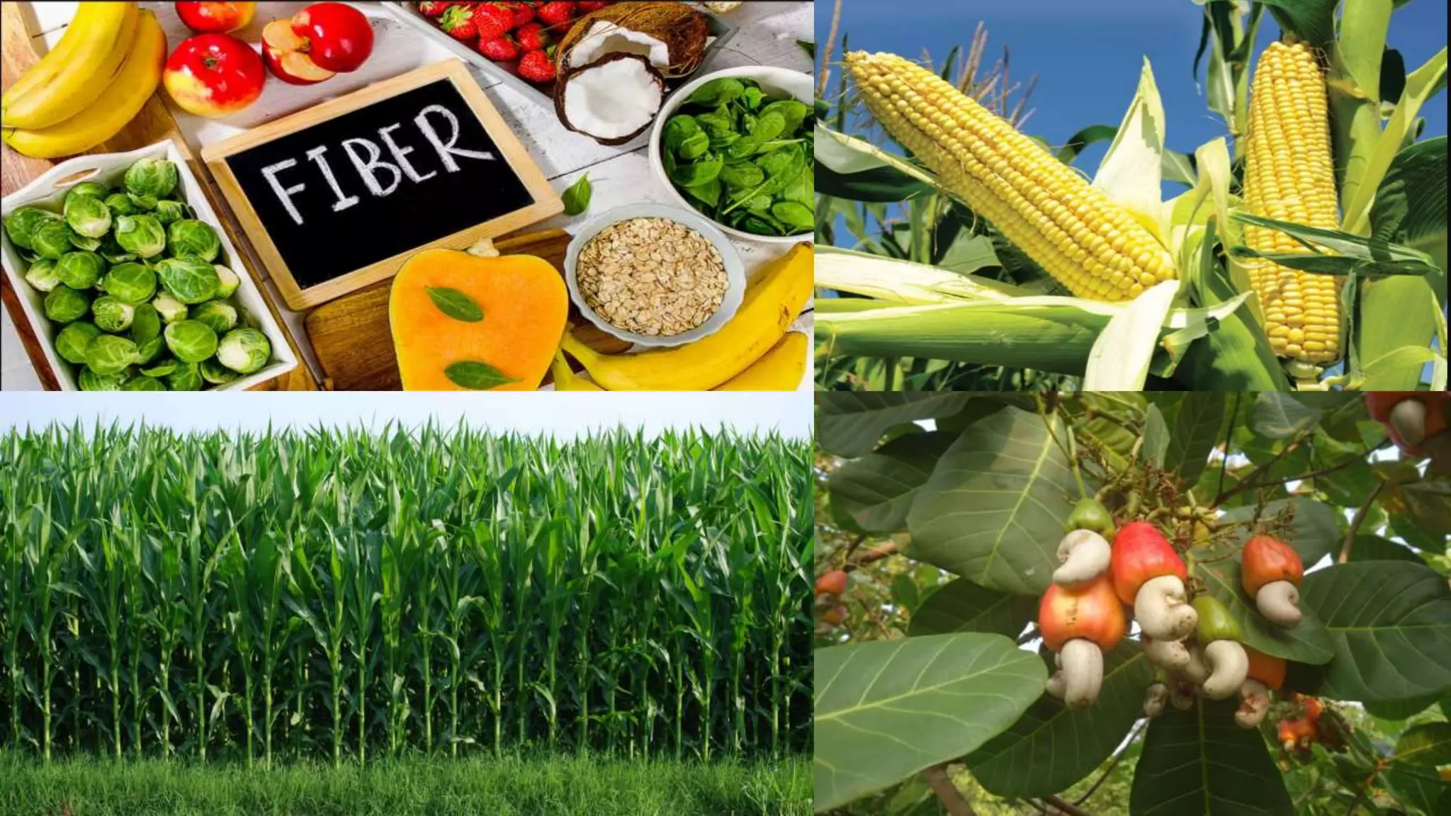 Agriculture in orissa | PPTX