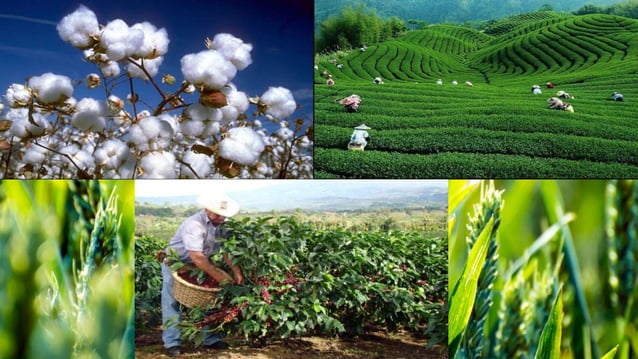 Agriculture in orissa | PPTX