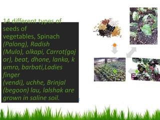 co-operative in rural market | PPT