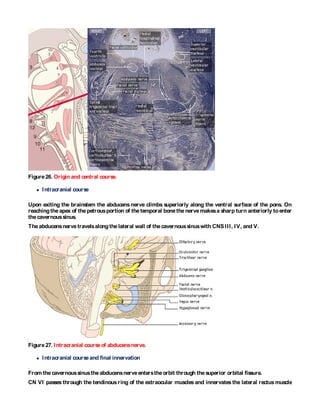Neuroanatomy...Cranial nerve anatomy | PDF