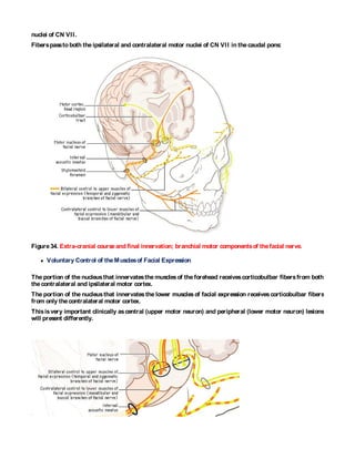 Neuroanatomy...Cranial nerve anatomy | PDF