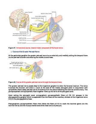 Neuroanatomy...Cranial nerve anatomy | PDF