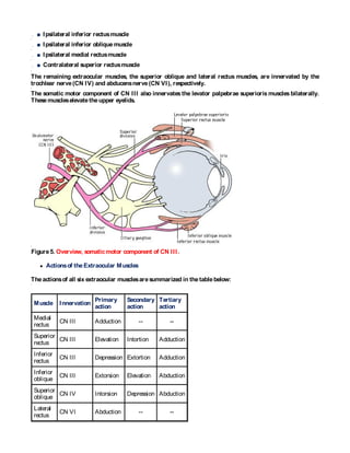 Neuroanatomy...Cranial nerve anatomy | PDF