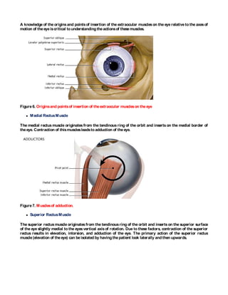 Neuroanatomy...Cranial nerve anatomy | PDF