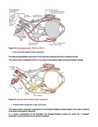 Neuroanatomy...Cranial nerve anatomy | PDF
