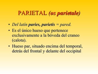 huesos del craneo | PPT