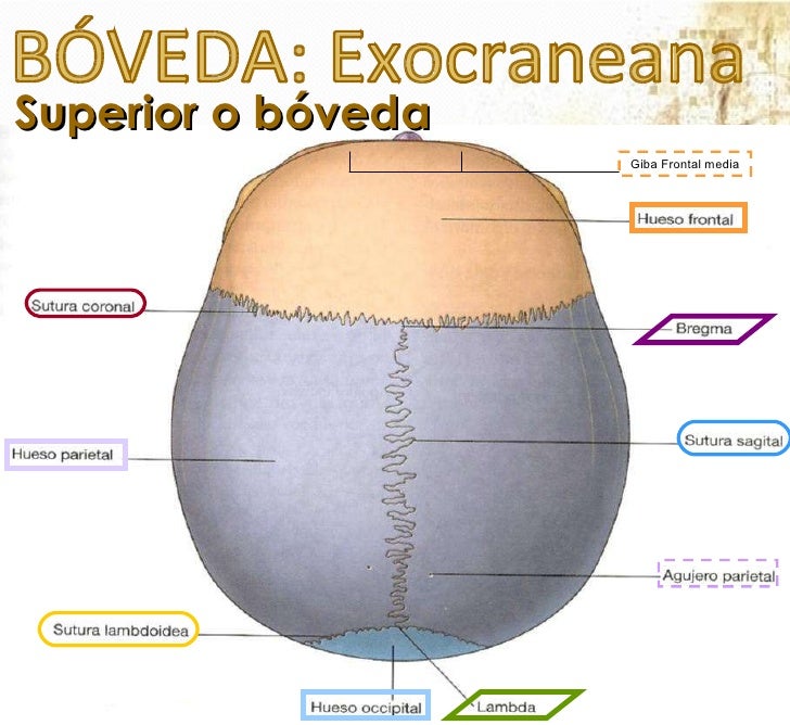 CRANEO EN GENERAL
