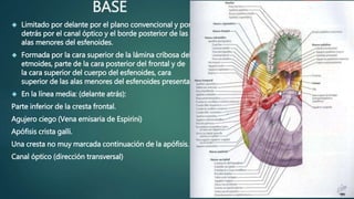 Cráneo en general base y boveda | PPTX