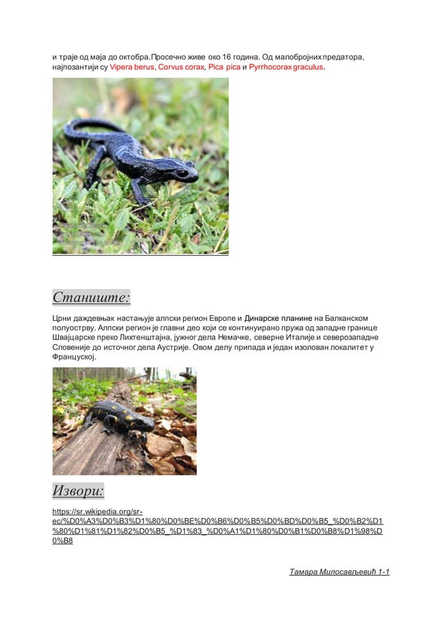 Црни даждевњак - Милосављевић Т. | PDF