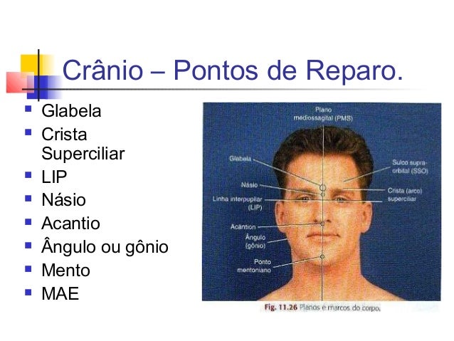 Crânio,saf,sela,mandibula,atm