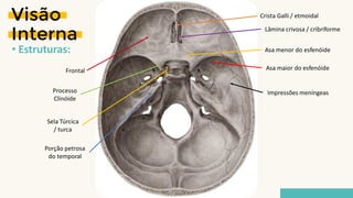 Anatomia Crânio Ósseo | PPT