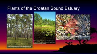 Croatan sound | PPT