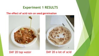 Think & Study Green - The effects of acid rain on plants | PPT