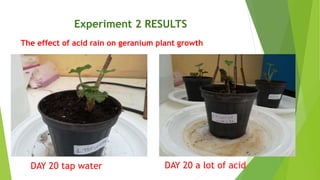 Think & Study Green - The effects of acid rain on plants | PPT