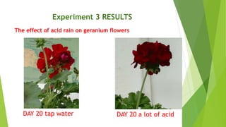 Think & Study Green - The effects of acid rain on plants | PPT